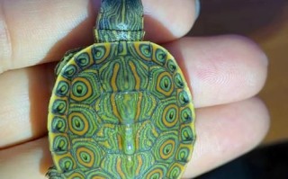 甜甜圈龟是什么品种_甜甜圈龟能长多大