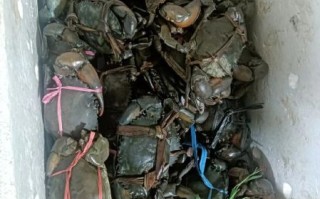 青蟹价格多少钱一斤_2024最新行情