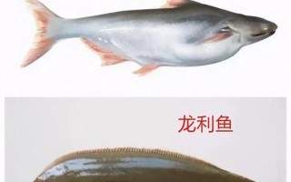 巴沙鱼和龙利鱼有什么区别_哪个更适合宝宝吃