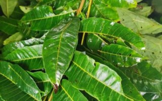 家庭自制豆瓣酱怎么做_豆瓣酱发酵多久才香