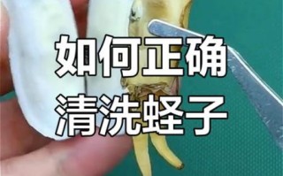 蛏子不去内脏可以吃吗_蛏子内脏怎么处理