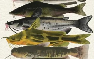 鲶鱼长什么样_鲶鱼外形特征