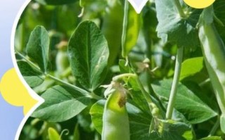 豌豆怎么保存新鲜_豌豆图片大全