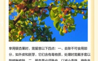 公园里的银杏果可以吃吗_银杏果怎么处理才能吃