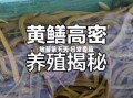 黄鳝养殖技术是骗局吗_黄鳝养殖技术是真的吗