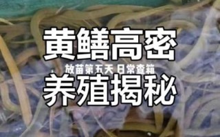 黄鳝养殖技术是骗局吗_黄鳝养殖技术是真的吗