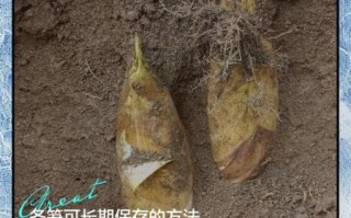 冬笋怎么挑选_冬笋怎么保存