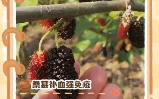 新鲜桑葚的功效与作用_新鲜桑葚怎么吃最好