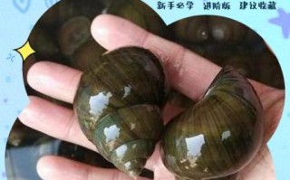 田螺吐泥放盐会不会死_田螺吐泥放盐多久合适