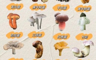 野生蘑菇种类大全及图片_如何辨别可食用与毒蘑菇