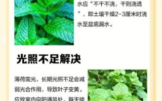 薄荷叶晒干后怎么保存_薄荷叶晒干后有什么用途