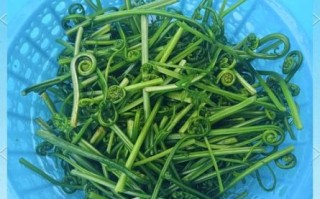 水蕨菜致癌是真的吗_长期吃会不会得癌症