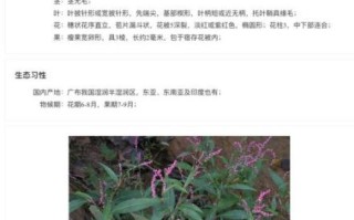 鸭跖草的功效与作用_鸭跖草可以治什么病