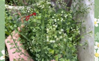 假荠荠菜图片欣赏_如何辨别真假荠荠菜