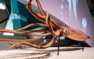巨型乌贼图片_真实照片还是模型