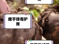 魔芋头有毒吗_魔芋头怎么去皮不手痒