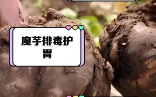 魔芋头有毒吗_魔芋头怎么去皮不手痒