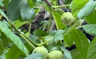 核桃树几年结果_核桃树怎么种植