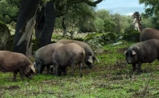 西班牙火腿怎么选_火腿火腿西班牙区别