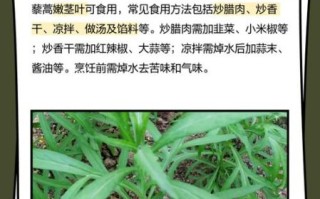 藜蒿的功效与作用_藜蒿的禁忌有哪些