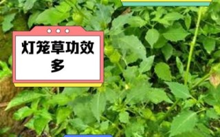 灯笼草的功效与作用_灯笼草可以泡水喝吗