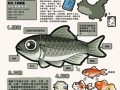鲫鱼长什么样子_鲫鱼外形特征图解