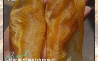 鱼肚是鱼的哪个部位_鱼肚和鱼泡有什么区别 鱼肚是鱼的哪个部位_鱼肚和鱼泡有什么区别