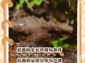 松露长在什么地方_松露生长环境条件