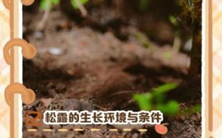 松露长在什么地方_松露生长环境条件