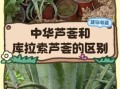 芦荟的品种图片大全_如何区分常见芦荟