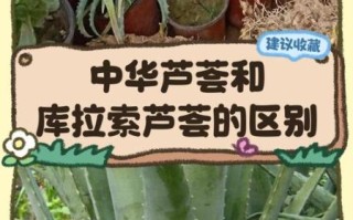 芦荟的品种图片大全_如何区分常见芦荟
