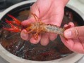 煮龙虾要多久才熟_如何清洗龙虾最干净