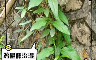 鸡屎藤的功效与作用_鸡屎藤怎么吃