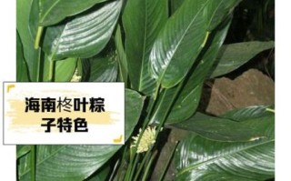 柊叶是什么植物_柊叶的功效与作用