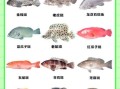 石斑鱼品种前十名排名_哪种最好吃