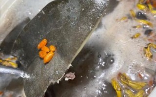 甲鱼汤怎么炖不腥_甲鱼汤做法视频详解