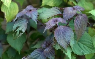 苏叶图片怎么拍_苏叶高清图下载