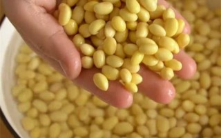 黄豆图片大全_黄豆长什么样