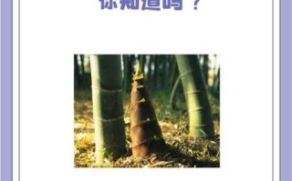 竹笋的营养价值及功效与禁忌_什么人不能吃竹笋