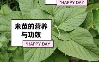 米苋怎么读_米苋的拼音是什么