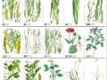 中草药大全图解_如何快速识别常见草药
