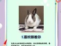 兔子多久认主人_怎么判断兔子认主了