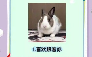 兔子多久认主人_怎么判断兔子认主了