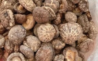 干花菇泡多久_干花菇怎么泡发才快