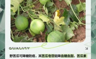 山苦瓜图片_山苦瓜功效与作用