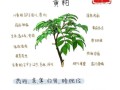 黄柏的功效与作用_黄柏怎么使用最有效