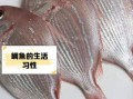 鲷鱼是什么鱼_鲷鱼怎么读