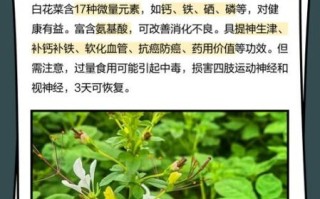 白花菜什么人不能吃_白花菜禁忌与副作用