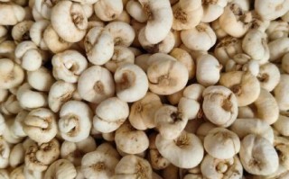 川贝母的功效与作用_川贝母怎么服用止咳