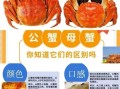 公蟹和母蟹哪个好吃_如何挑选更鲜美